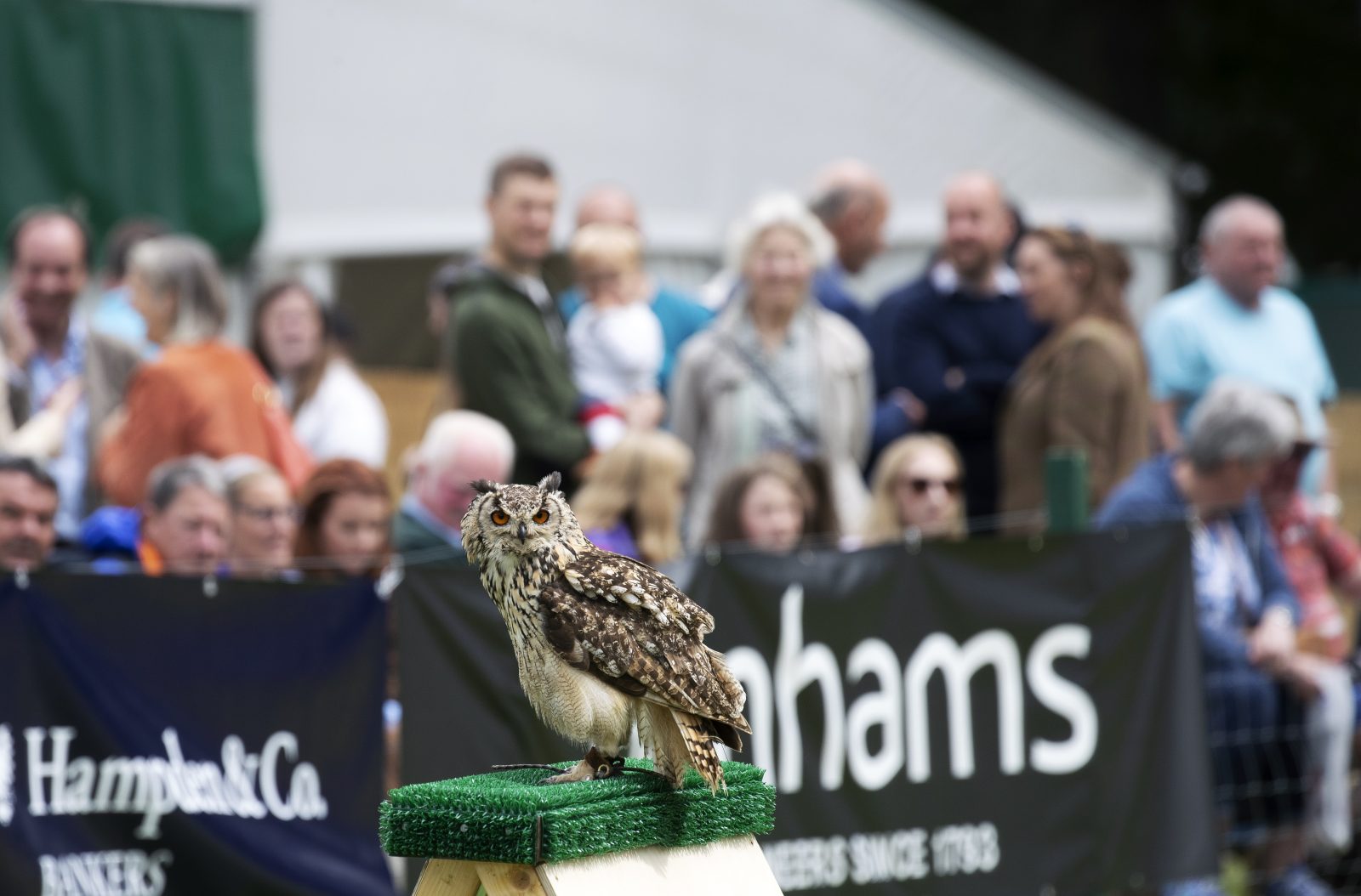 Top 10 things to do at The GWCT Scottish Game Fair 2021
